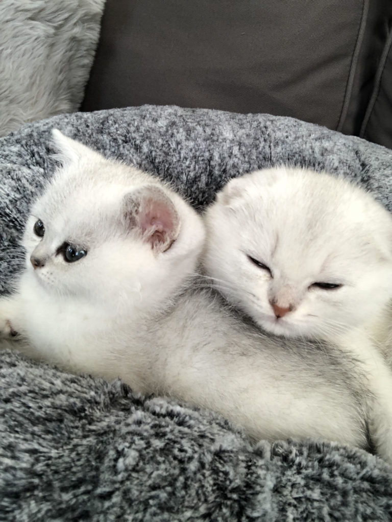 Scottish Kingdom Cats | Catery