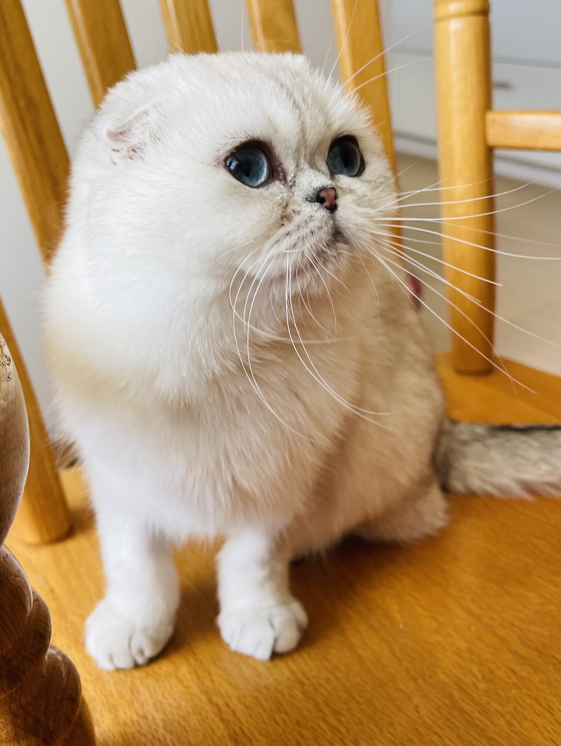 Our Cats & Kittens | Scottish Kingdom Cats